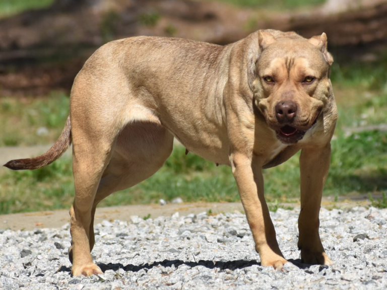 XL Pitbull & American Bully XL Breeders in North Carolina
