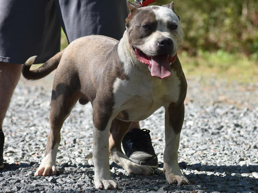 XL Pitbull & American Bully XL Breeders in North Carolina